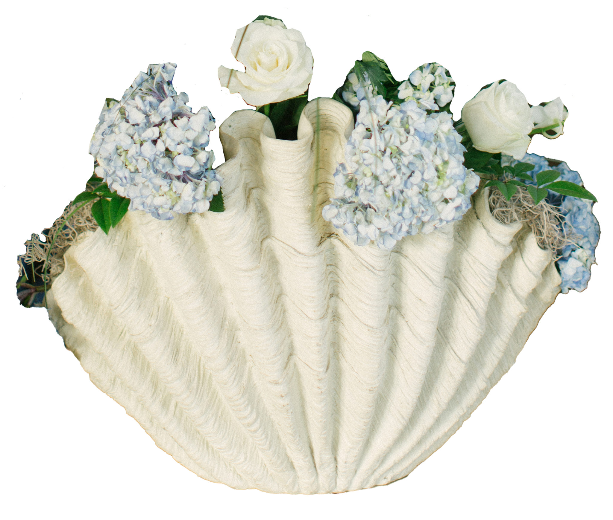 Oversized Assorted Seashells - Loluma